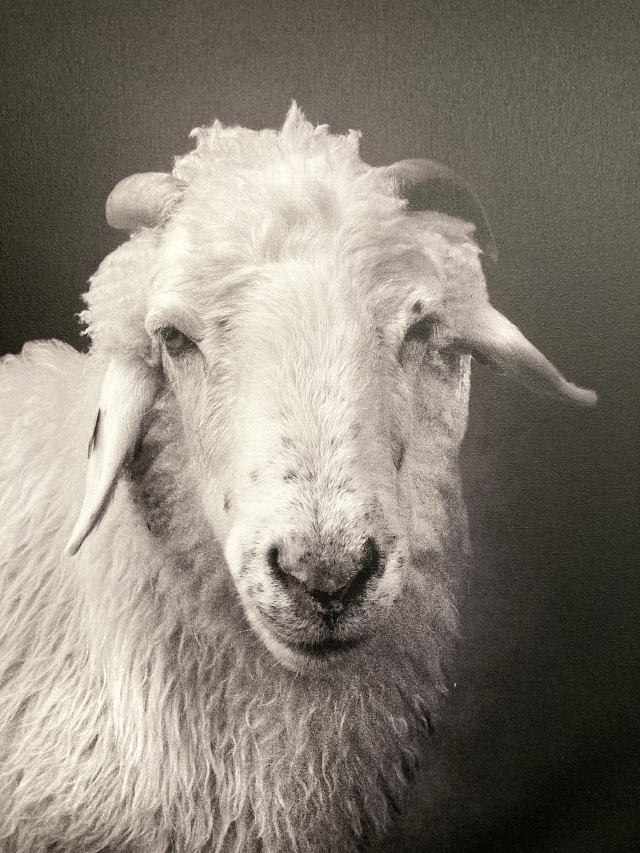 redgarlic - the red garlic blog